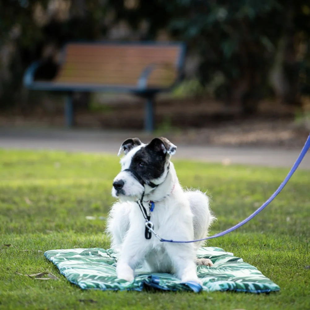 Many common at home behaviour issues are directly linked to how dogs ...